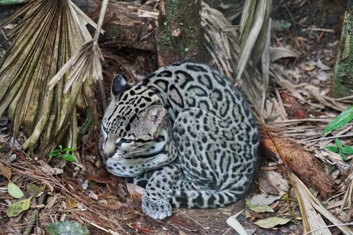 Der Amazonas Regenwald - Alles was du wissen musst!